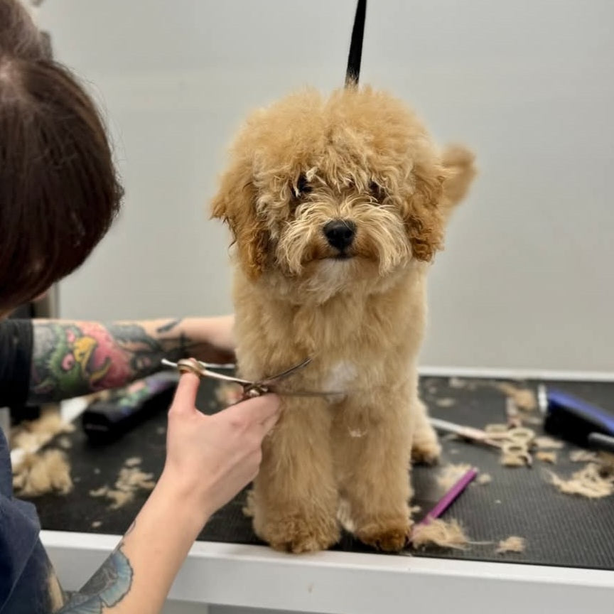 Scissors, Brushes & Combs – CVS Online Vet, Pet & Farm Supplies