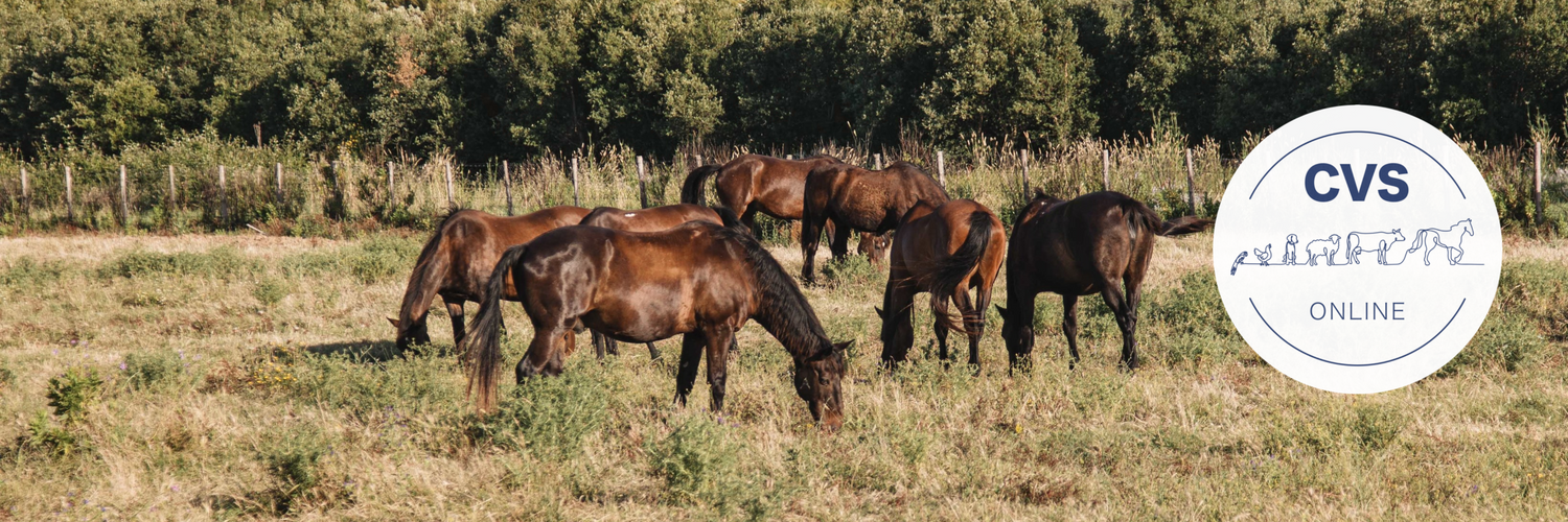 CVS Online: Vet, Pet & Farm Supplies – CVS Online Vet, Pet & Farm Supplies