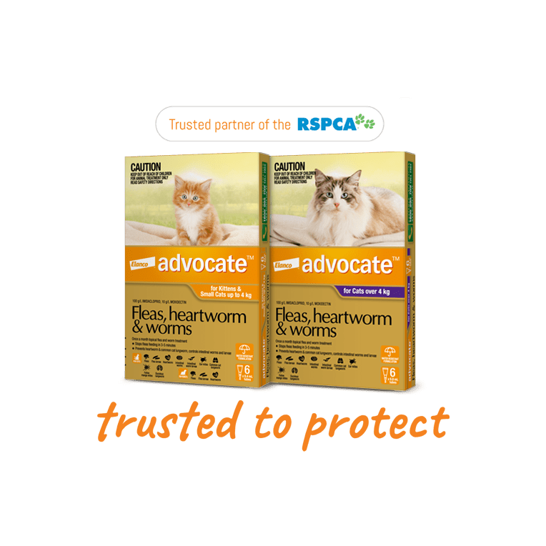 ADVOCATE CAT – CVS Online Vet, Pet & Farm Supplies